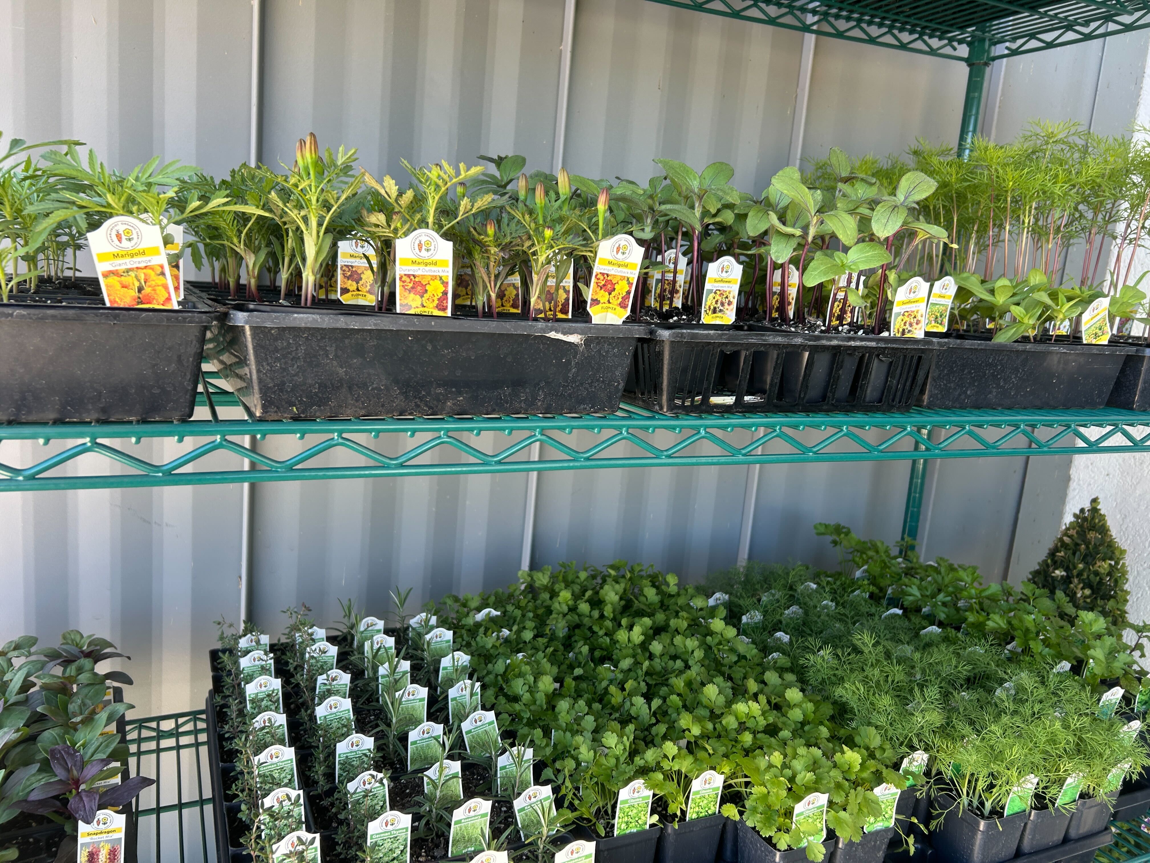 Morning Glory opens 2nd store at Brunswick Landing