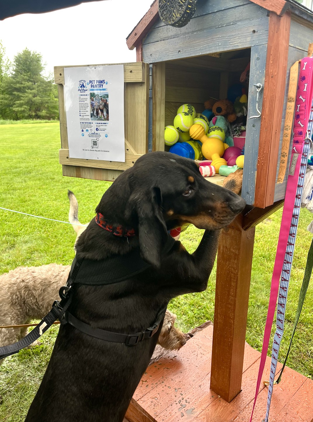 Biddeford Girl Scouts open Pet Paws Pantry to help local dogs