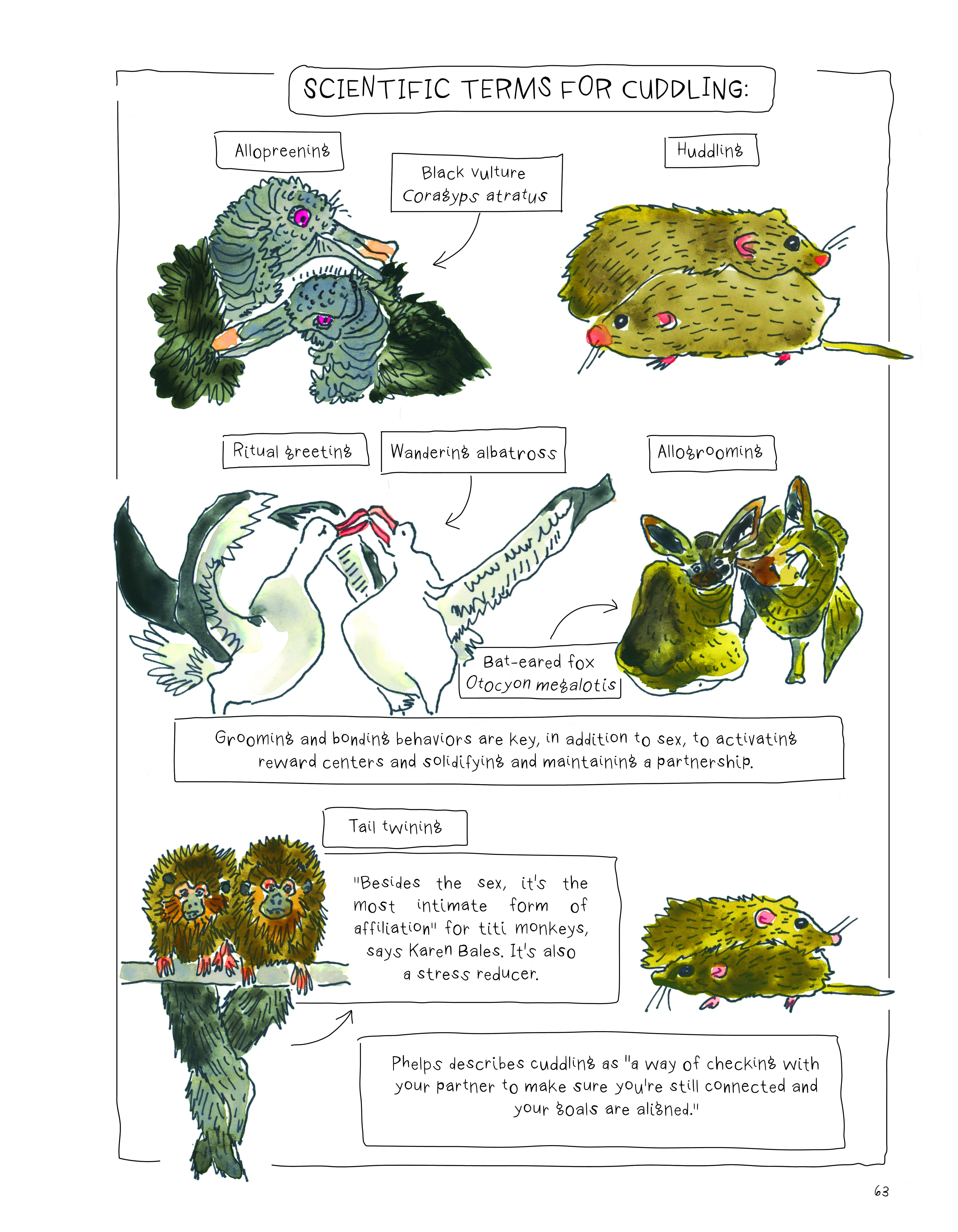 Environmental artist talks science comics, the Gulf of Maine and animal ...