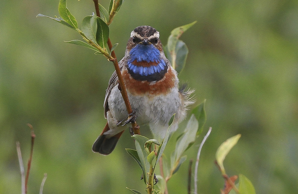 Birding: Putting a new perspective on bird’s-eye views