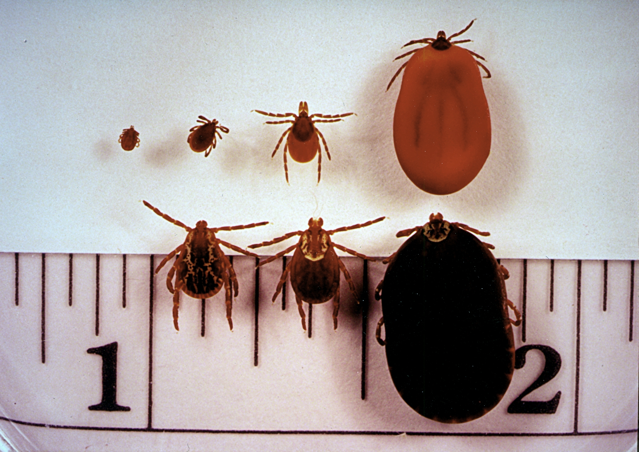 Maine’s worst tick season ever is on its way. This writer knows what’s ...