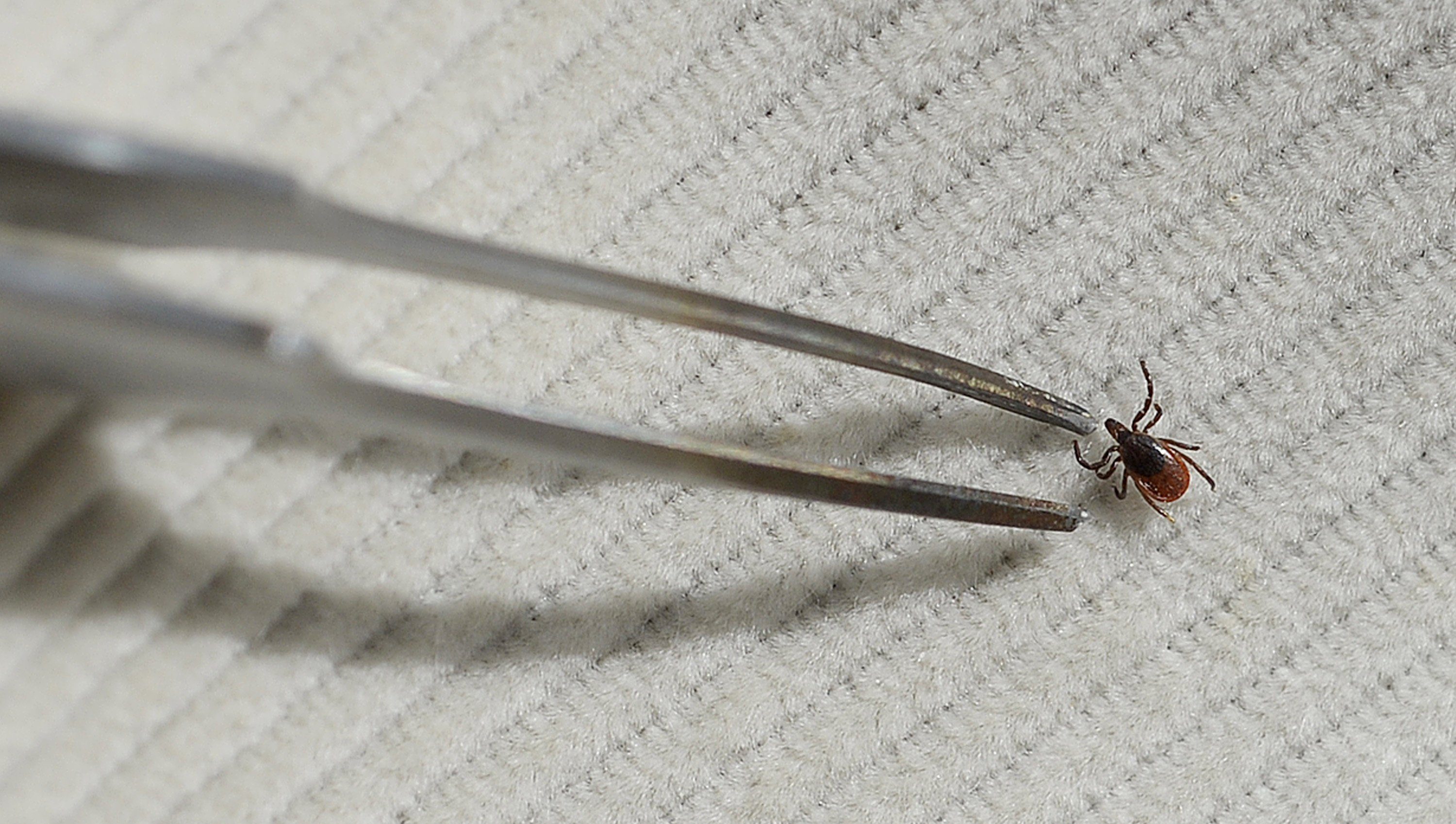 Maine’s worst tick season ever is on its way. This writer knows what’s ...