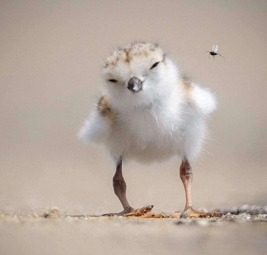 Endangered plovers return to Chebeague Island